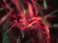 What's wrong with my plant? : Garden : University of Minnesota Extension